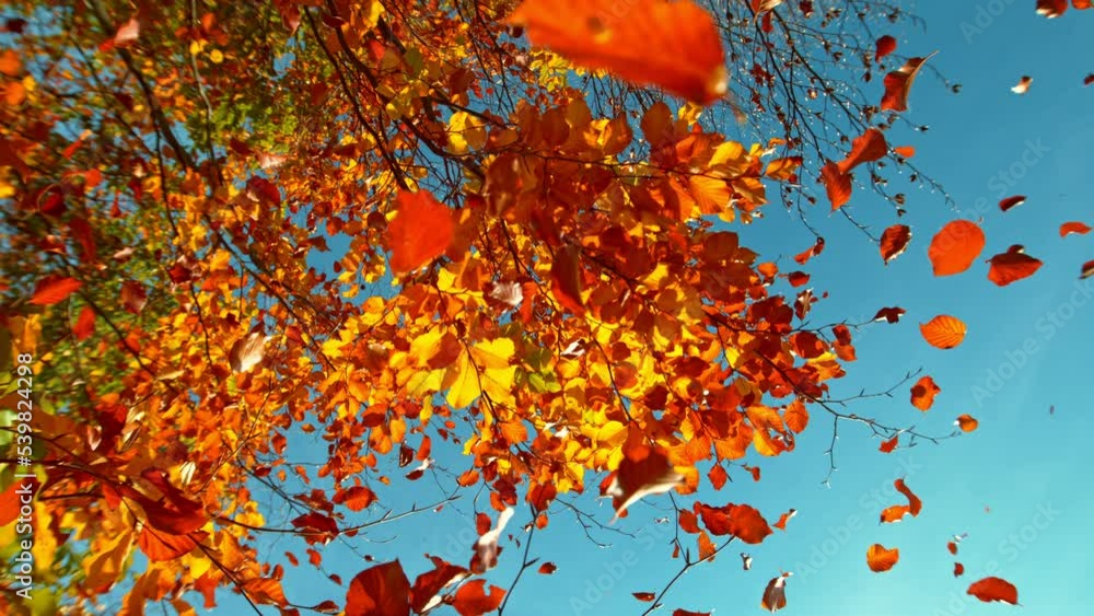 Super slow motion of falling autumn beech leaves against clear blue sky ...