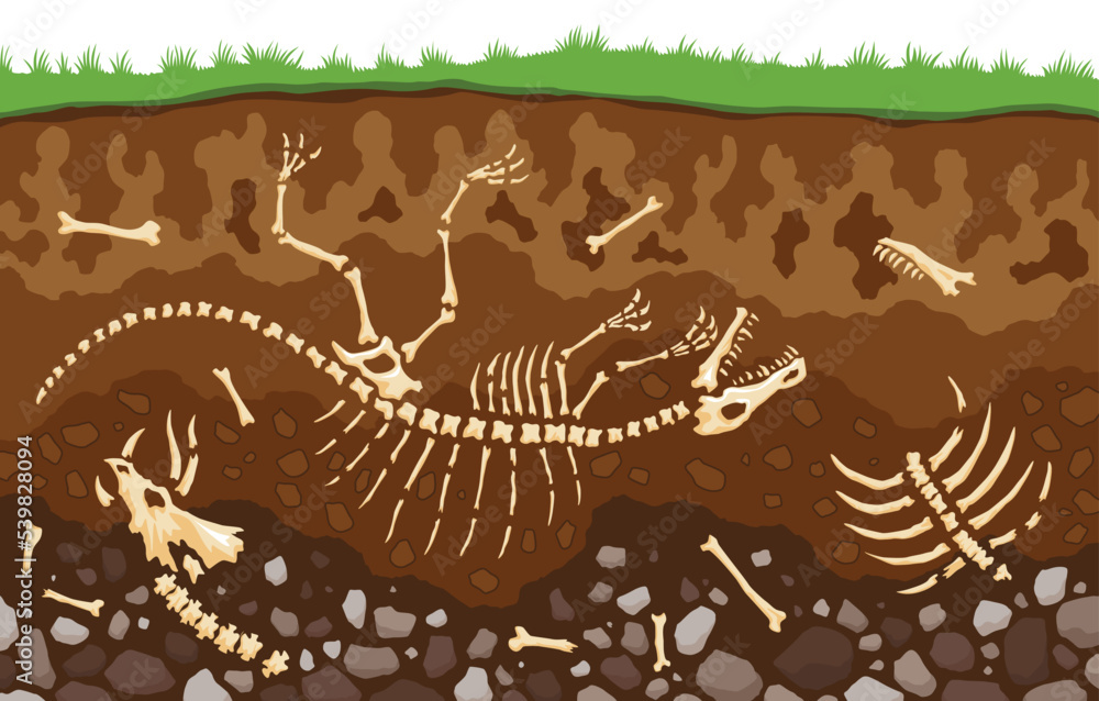 Soil layers with bones. Surface horizons with fossil reptile skeleton ...