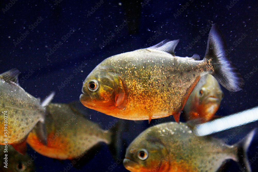 Red Belly Piranha