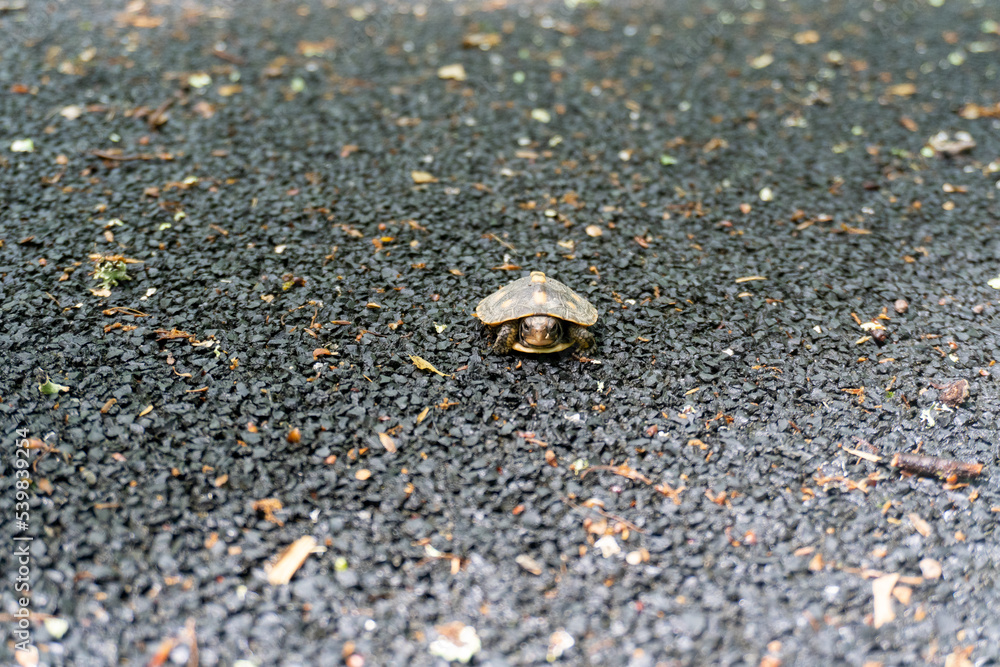 Hatchling snapping turtle. Baby, juvenile turtle. Dark carapace (upper ...