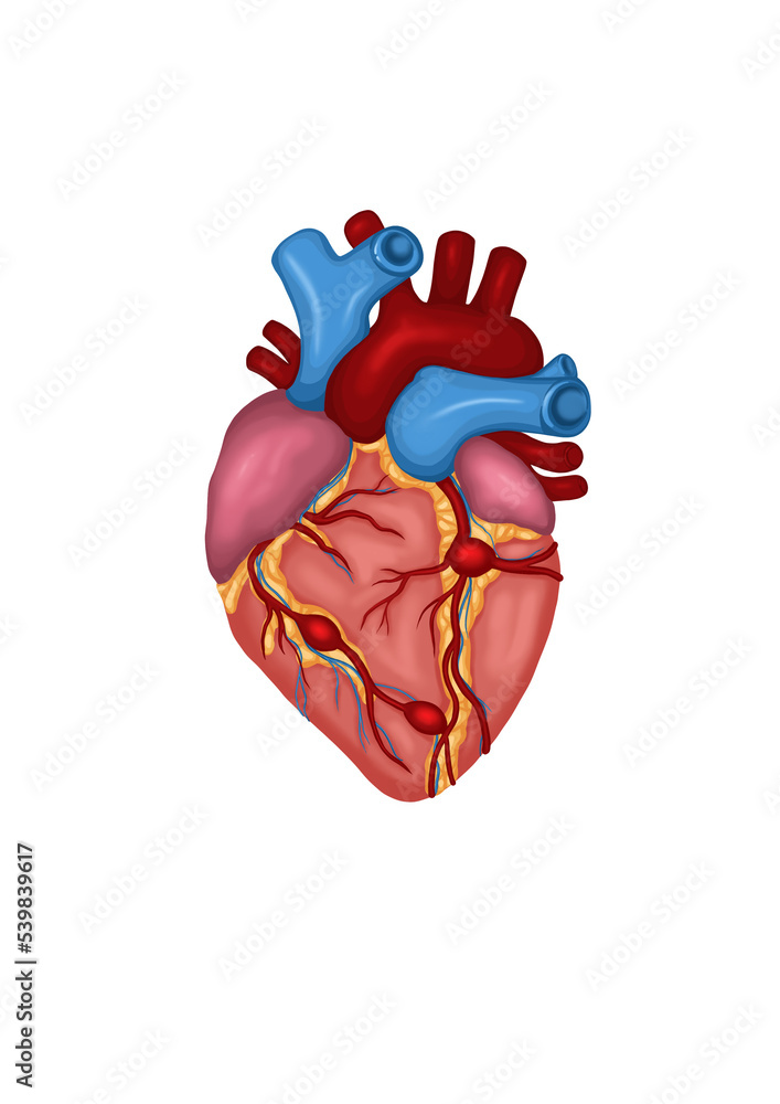 Heart aneurysm illustration. Hand drawn heart with an aneurysm is a ...
