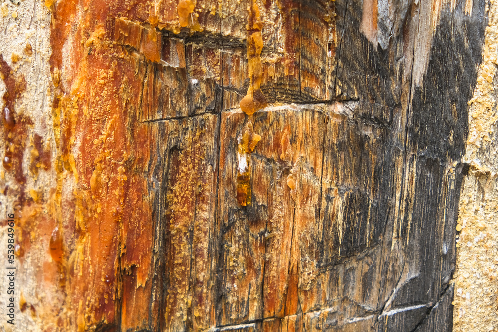 Wood resin coming out of wood. Tree sap coming out of a pine tree ...
