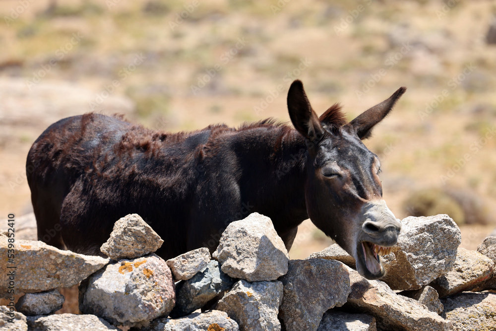 An old donkey is neighing behind a stone wall in the island of Mykonos ...