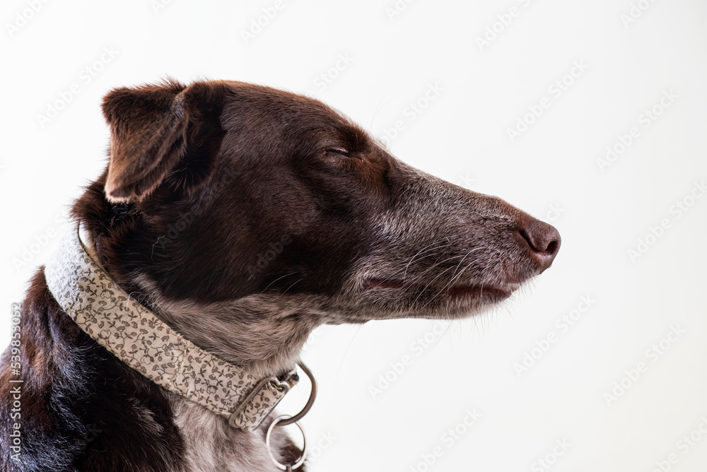 Retrato de perfil de perro con ojos cerrados y collar cosido de tela ...