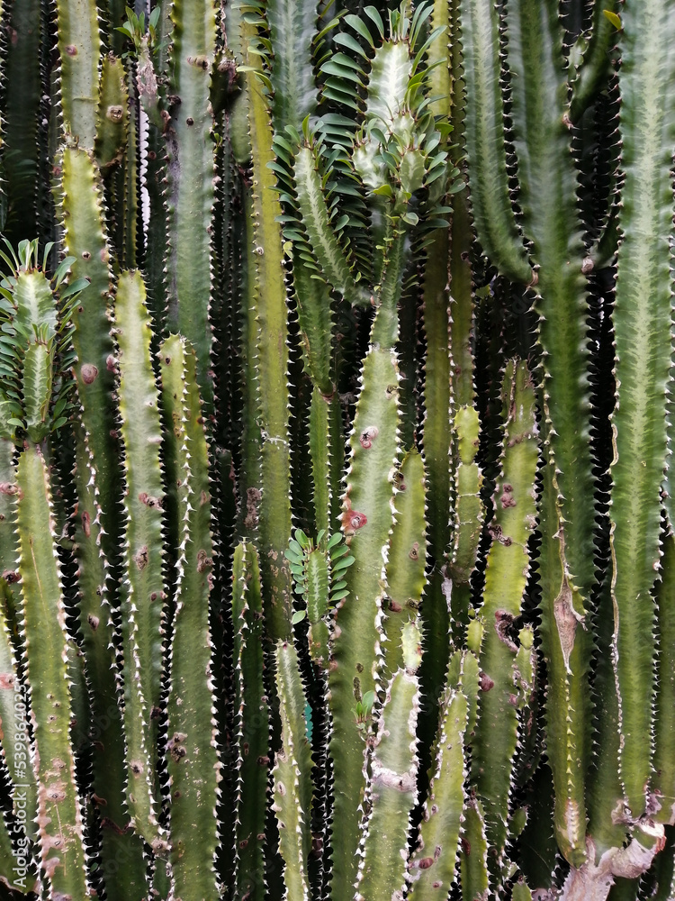 Euphorbia trigona (also known as African milk tree, cathedral cactus ...