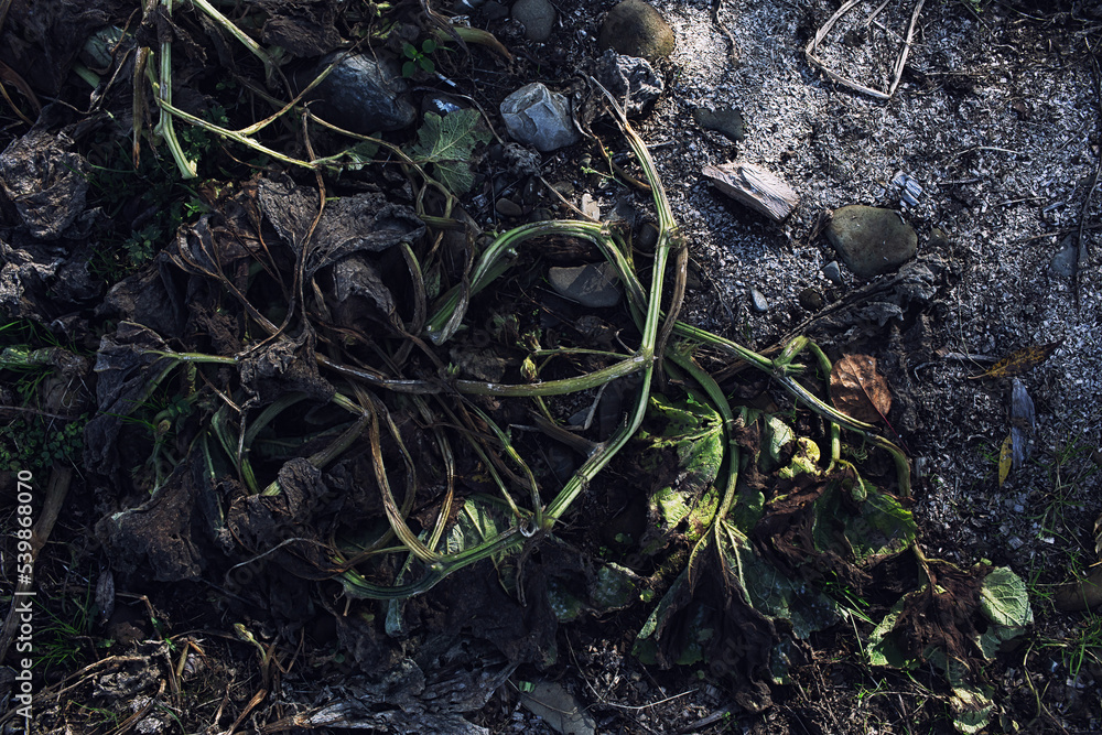 Dead faded plant on the burned ground. Soil covered with ash ...