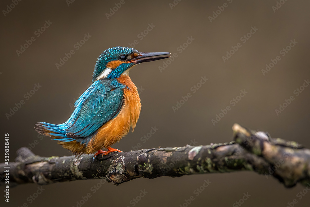 The common kingfisher (Alcedo atthis)the Eurasian kingfisher, and river ...