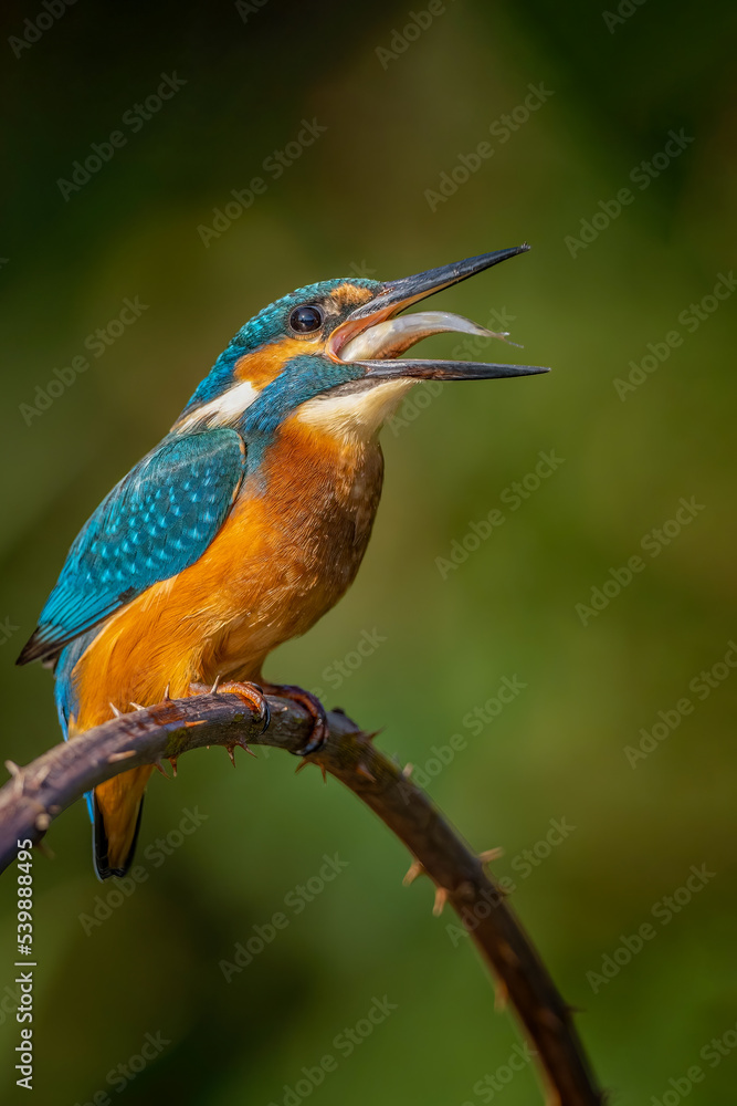 The common kingfisher (Alcedo atthis)the Eurasian kingfisher, and river ...