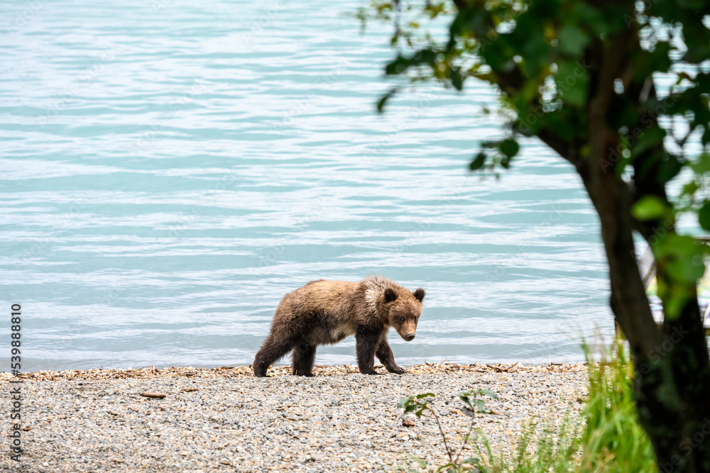 Cute little brown bear cubs playing on the beach of Nak Nak lake ...