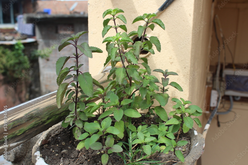 Tulsi in a Terracotta pot.Ocimum tenuiflorum, commonly known as holy ...