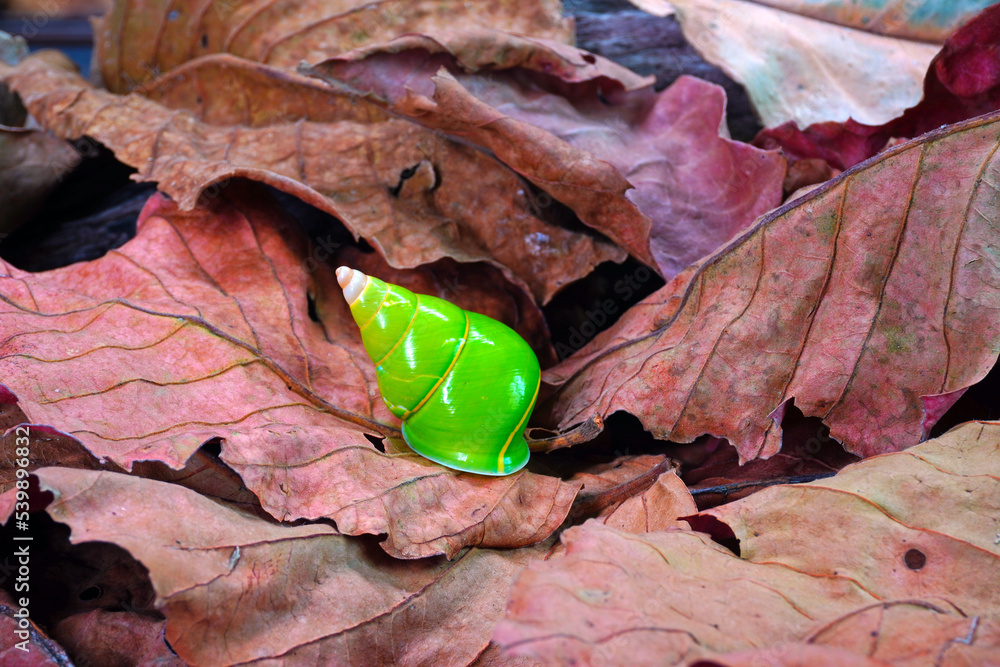 Emerald green snail or Green tree snail (Papustyla pulcherrima) from ...