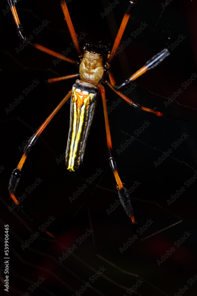 Macro photo of the Nephila Pilipes spider, this animal is scattered in ...
