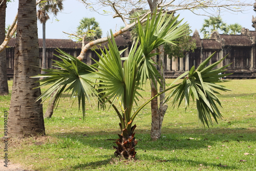 Cambodia. Borassus flabellifer, commonly known as doub palm, palmyra ...