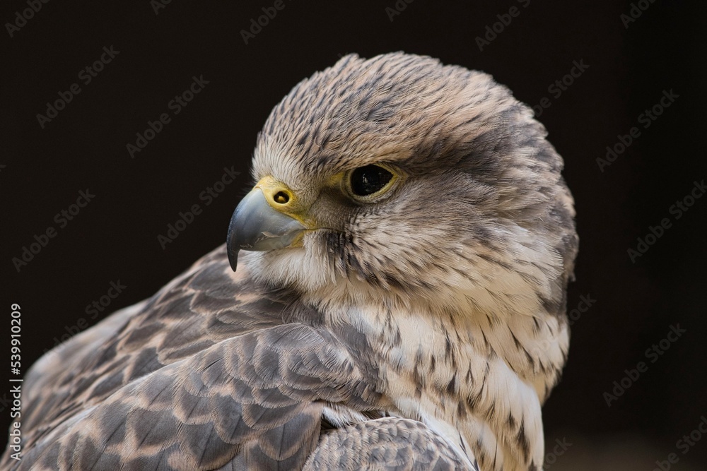 Falcon Bird Raptor with black Background. The peregrine falcon is best ...