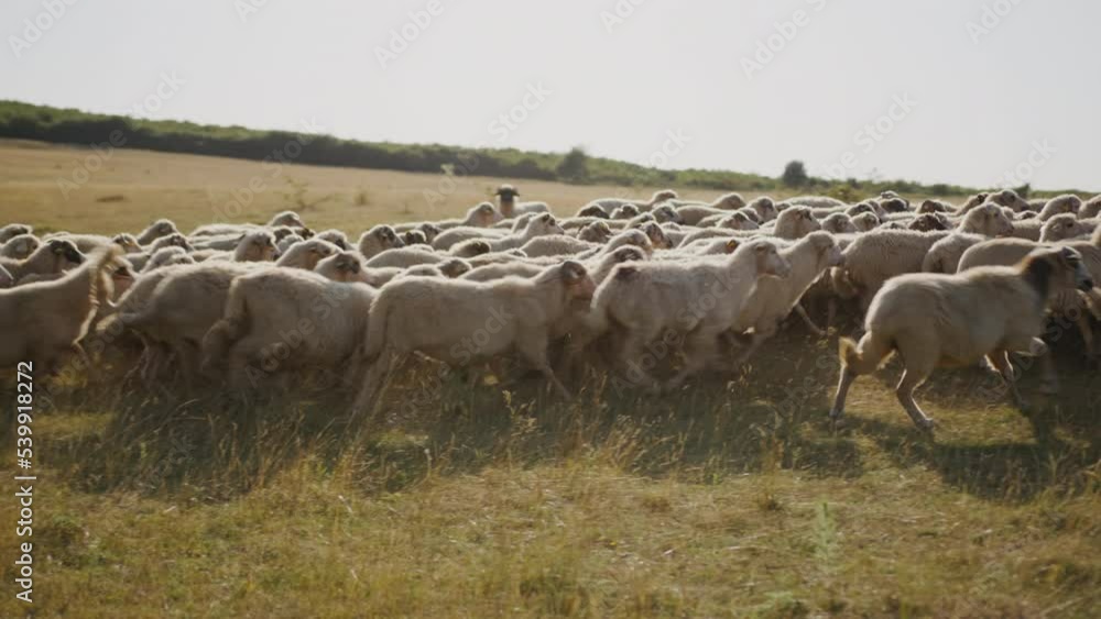 Lonely and anonymous shepherd with his flock of sheep in the meadow ...