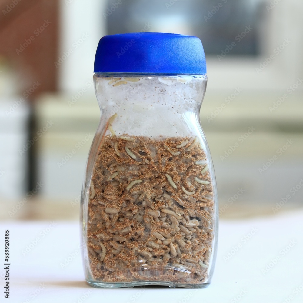 Glass with sunflower seeds full of Indianmeal moth larvae, Plodia ...