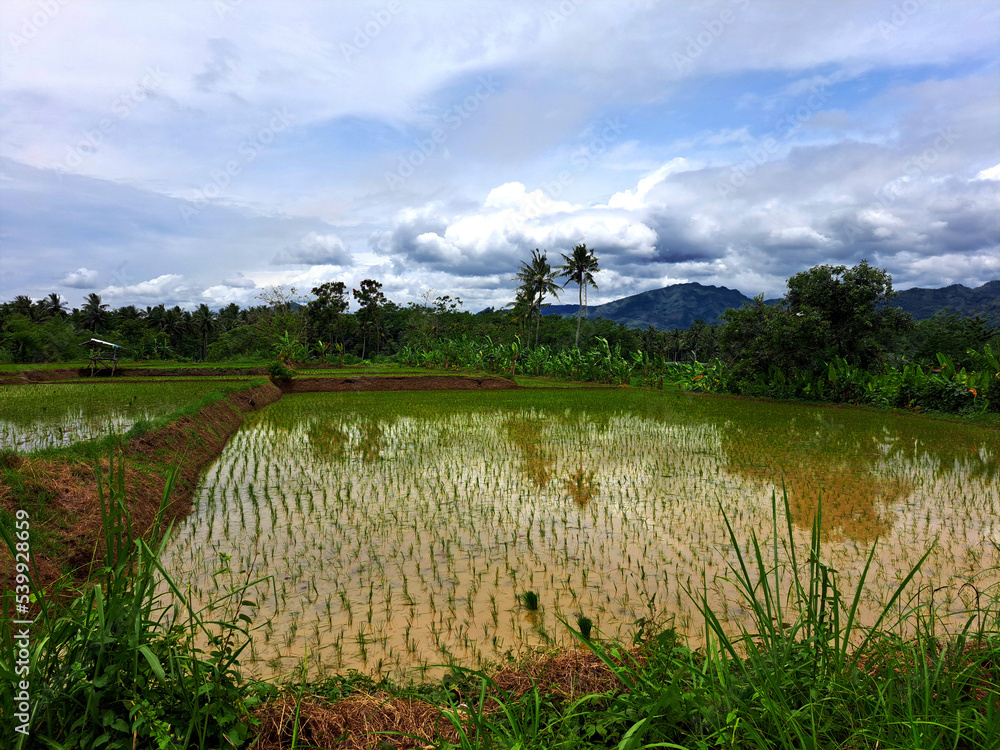 Planting rice in Jayanti Village, Palabuhanratu District, Sukabumi ...