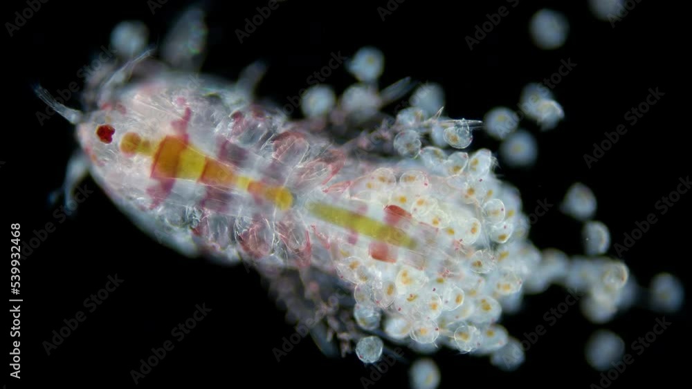 Copepoda Harpacticoida under the microscope. Class Hexanauplia. Female ...