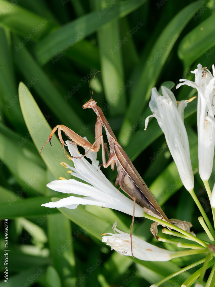 Mantis religiosa | Close up on Brown European mantis with its ...