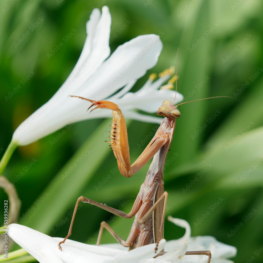 Mantis religiosa | Close up on Brown European mantis with its ...