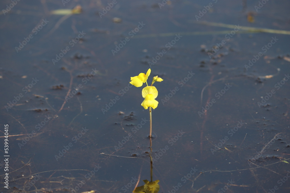 Utricularia foliosa, the leafy bladderwort, is a large suspended ...
