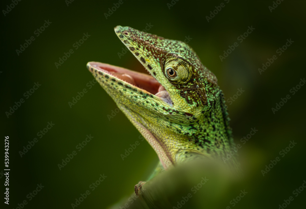 The knight anole (Anolis equestris) is the largest species of anole in ...
