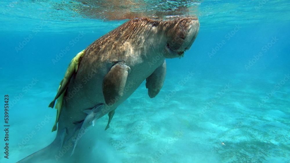 Baby Dugong