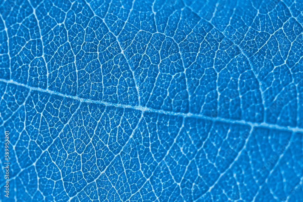 Macro leaf texture blue colorized with beautiful relief facture of ...