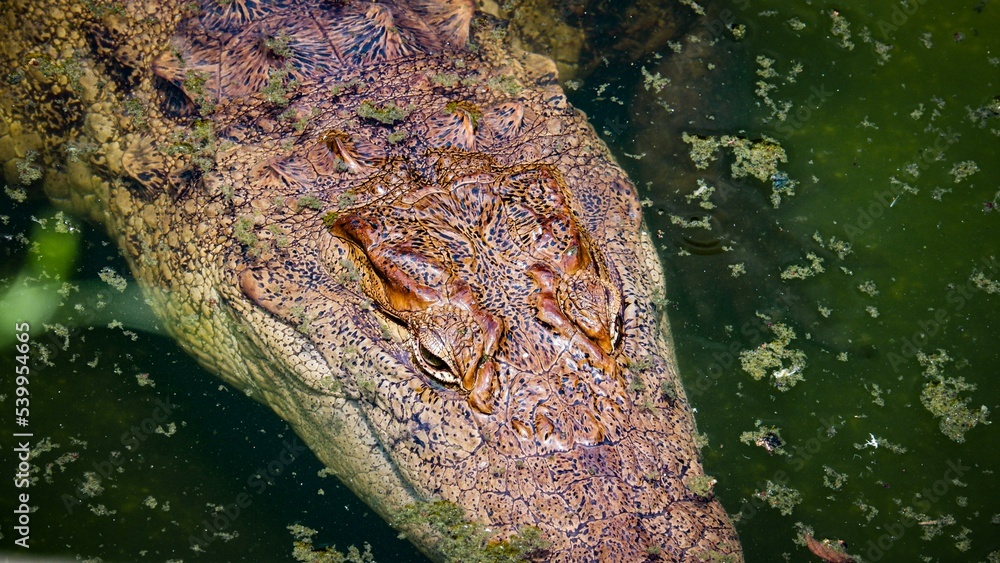 Crocodile swimming in water Stock Photo | Adobe Stock