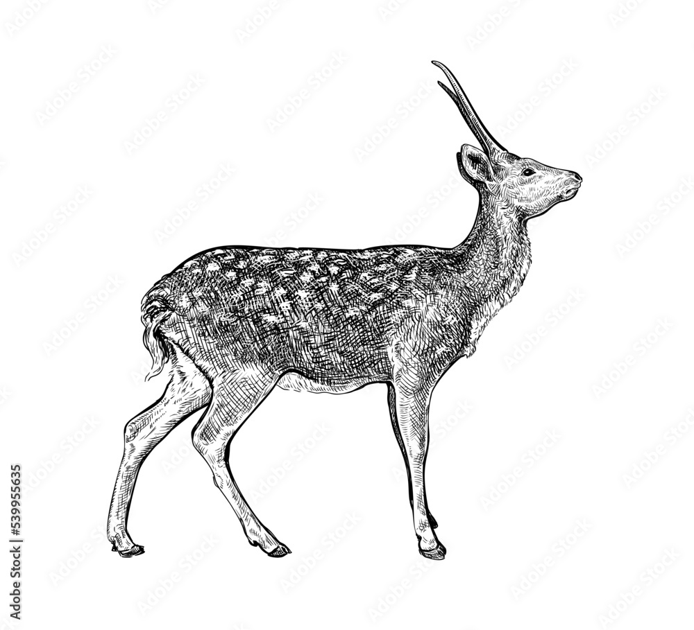 Hand drawn black ink sketch of young Sika deer isolated on white ...