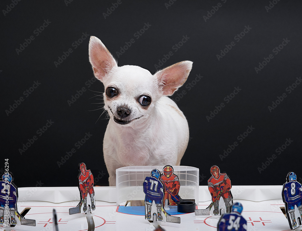 A small chihuahua dog sits at a board game of hockey where metal ...