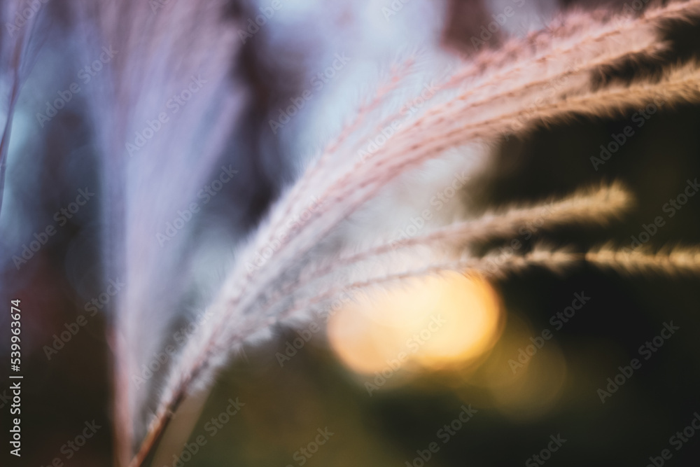 Blurred Bokeh Nature Background with Wild Dry Grass on Wind. Beautiful ...