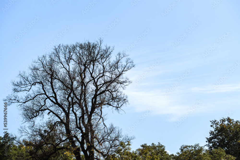 Dry beautiful crown of a tall tree against a blue sky with white clouds ...