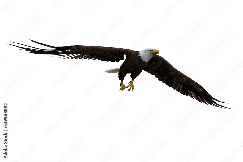 Bald Eagle flying down to land. 3d illustration isolated on transparent ...