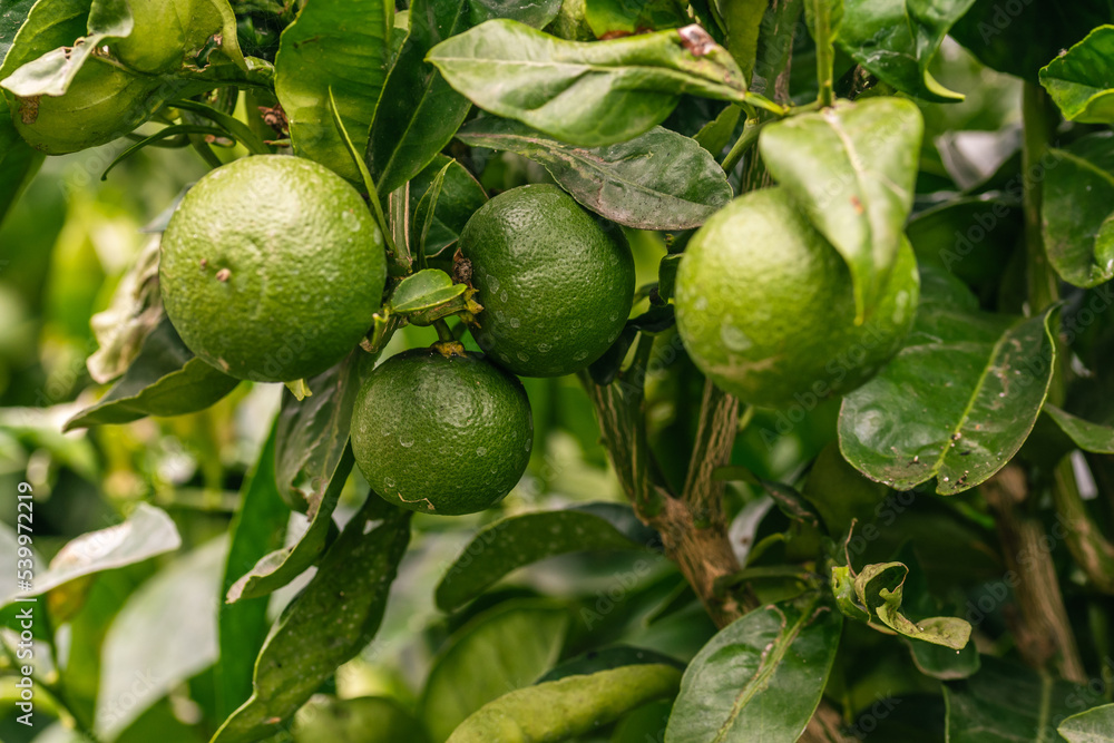 Citrus sp pertenece a la familia Rutaceae. Stock Photo | Adobe Stock