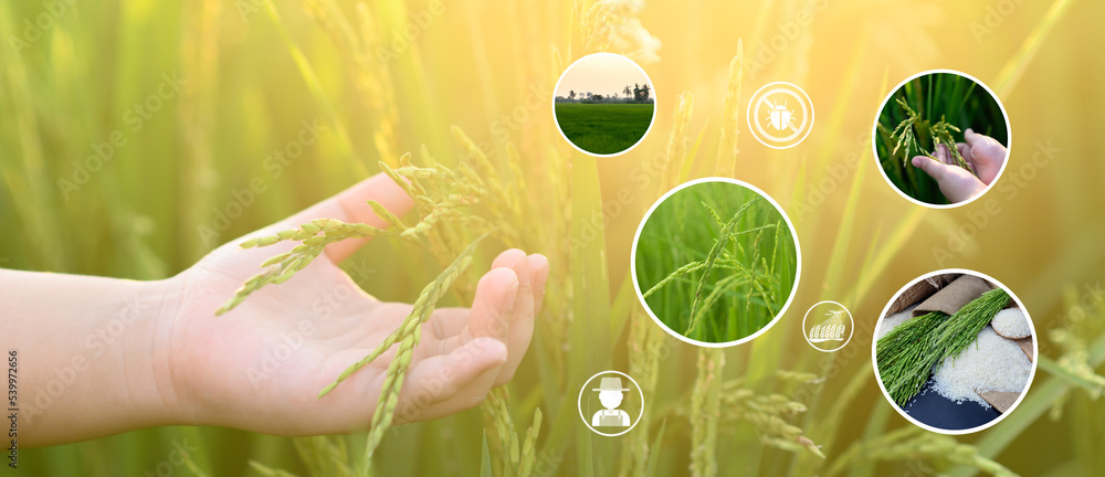 Smart Farm, Agricultural Technology and Organic Agriculture Boys hold ...