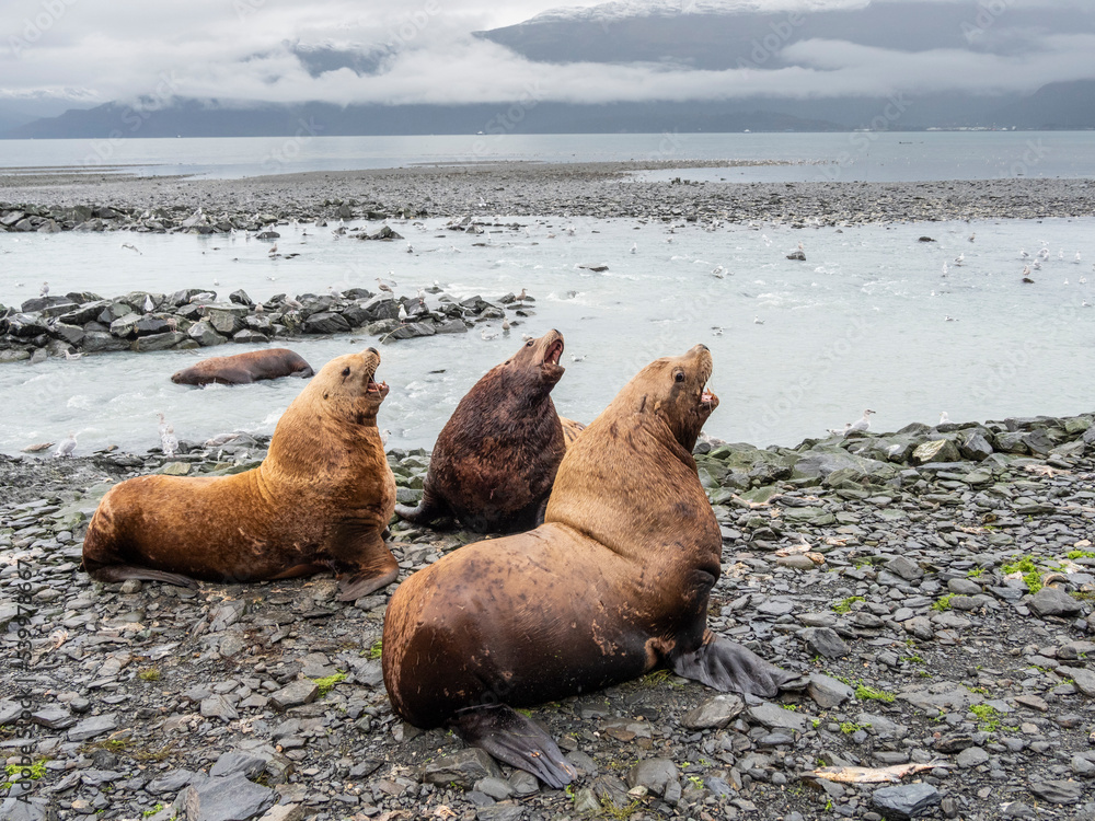 Foto de Adult bull Steller sea lions (Eumetopias jubatus), territorial ...
