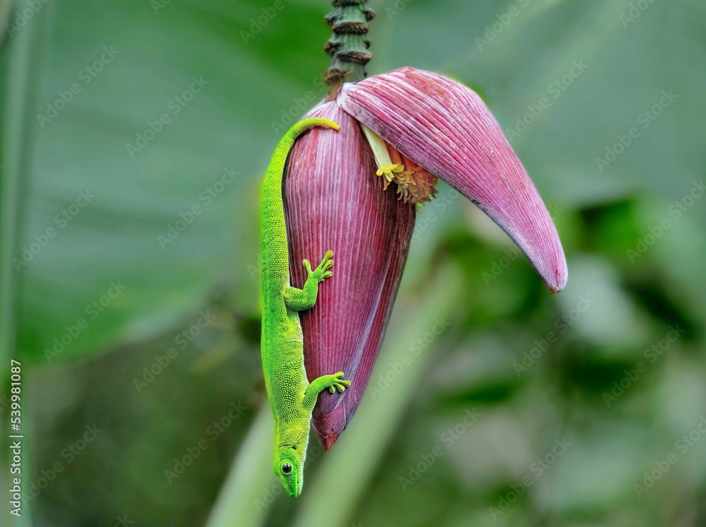 Giant Madagascar Day Gecko (Phelsuma grandis) hanging from a banana ...