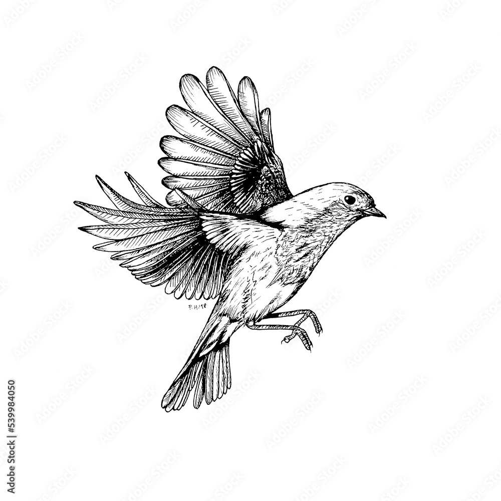 Black and white drawing of flying robin bird Stock Illustration | Adobe ...