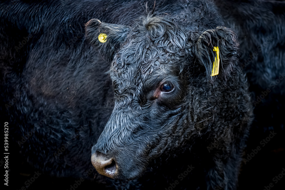 Slaughterhouse cows on beef meat production, slaughter of cows Stock ...