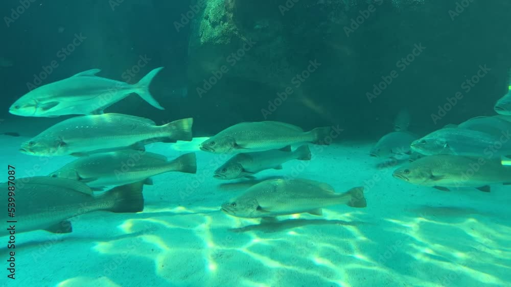 Kabeljou or kob fish swimming with yellow tail fish at the bottom of an ...