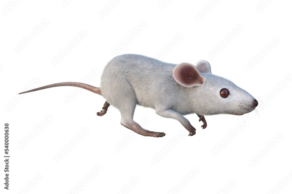 Small white mouse 3D illustration isolated on transparent background ...