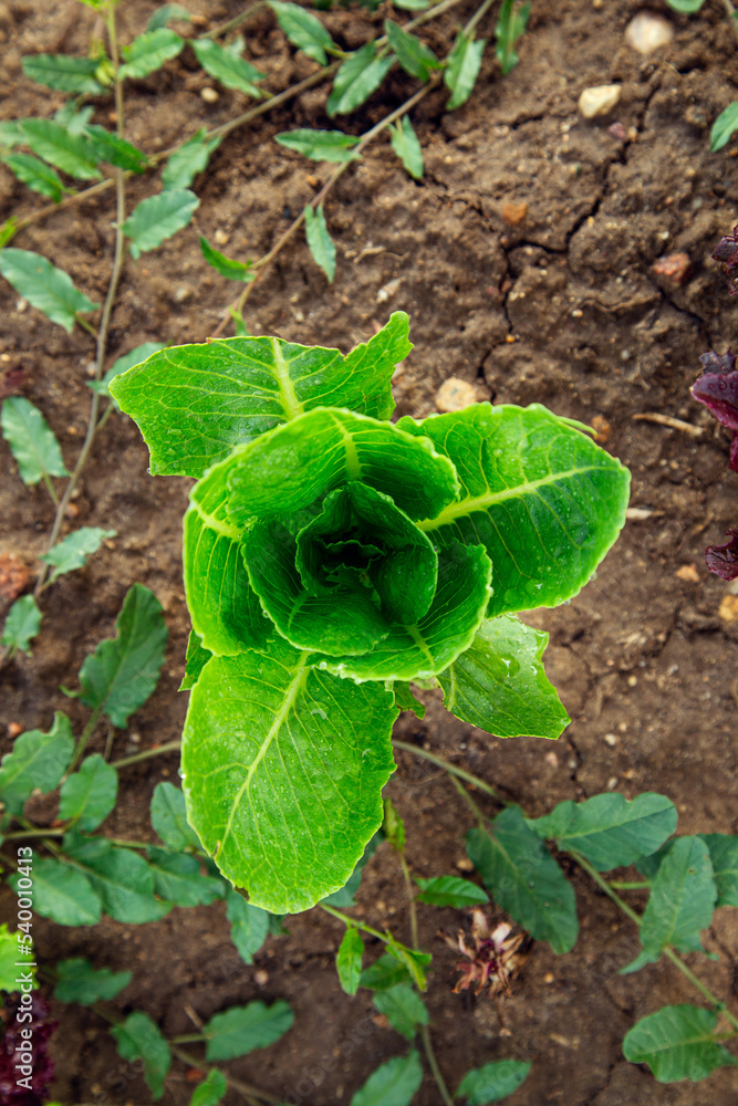 Vertical Rustic Agriculture Food Photography of a Head of Fresh Raw ...