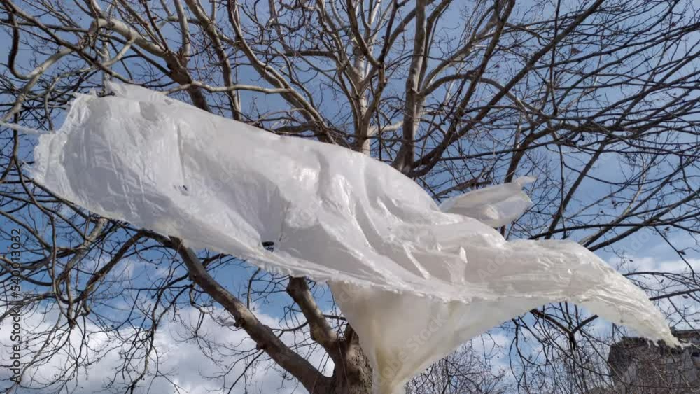 Plastic bag hanging from a tree with bare branches, waving and dangling ...