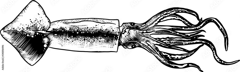 PNG engraved style illustration for posters, decoration and print. Hand ...