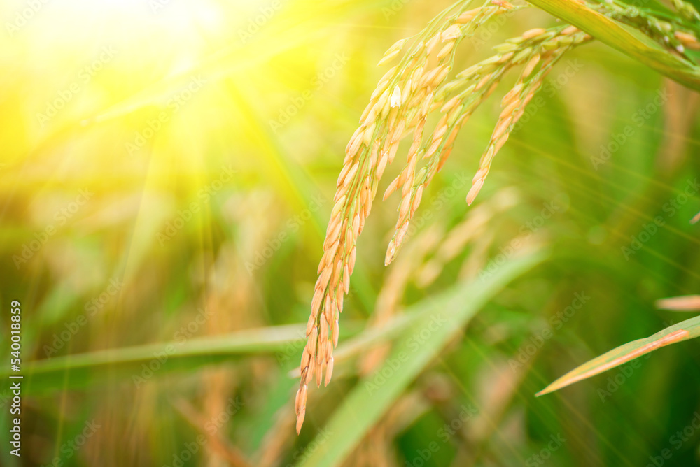 Rice farm, Rice field, Rice paddy in thailand, rice field in Beautiful ...