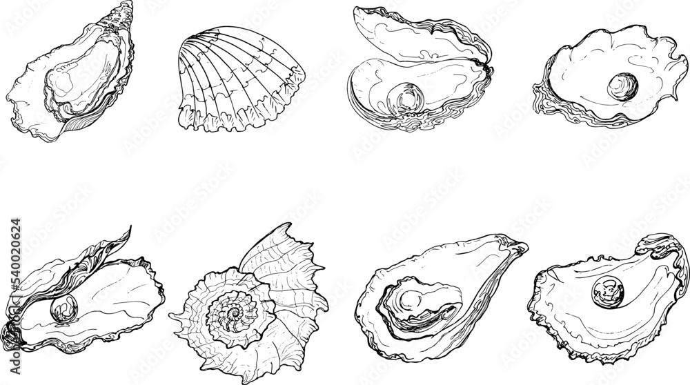 Set sketch oyster with pearl and shell.Hand drawing illustration.vector ...