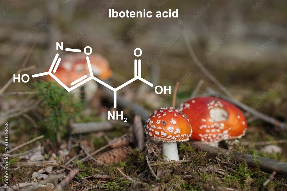 Fly agarics (Amanita muscaria) and structural formula of ibotenic acid ...