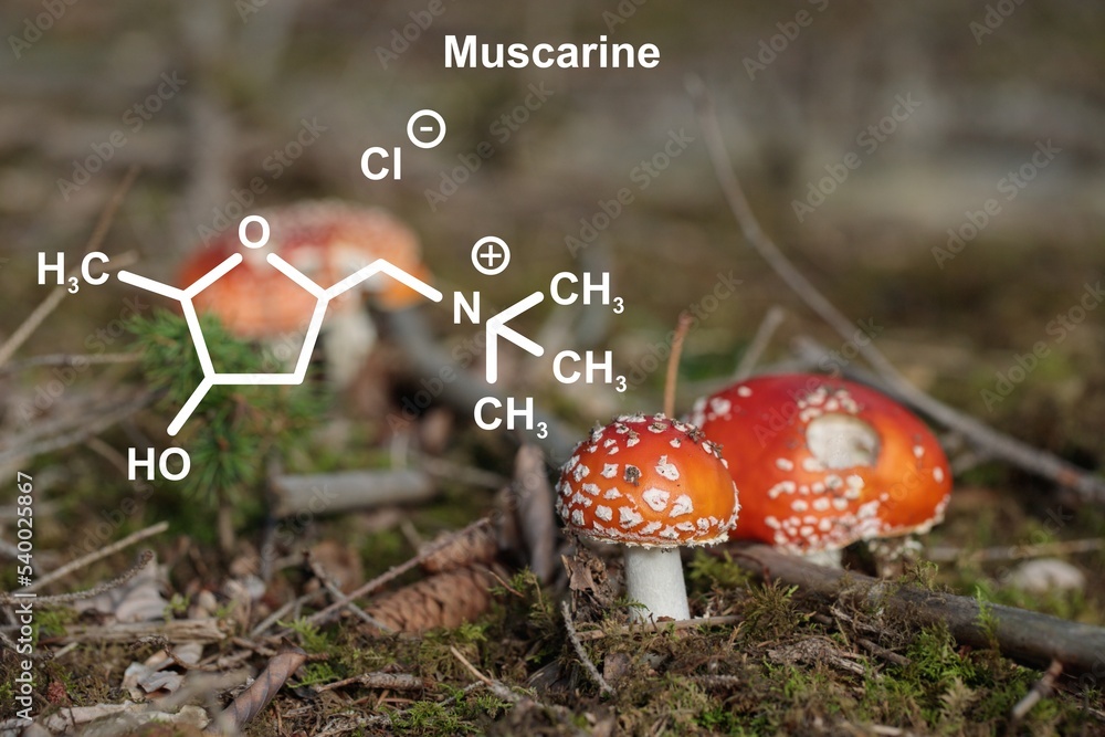 Fly agarics (Amanita muscaria) and structural formula of muscarine ...