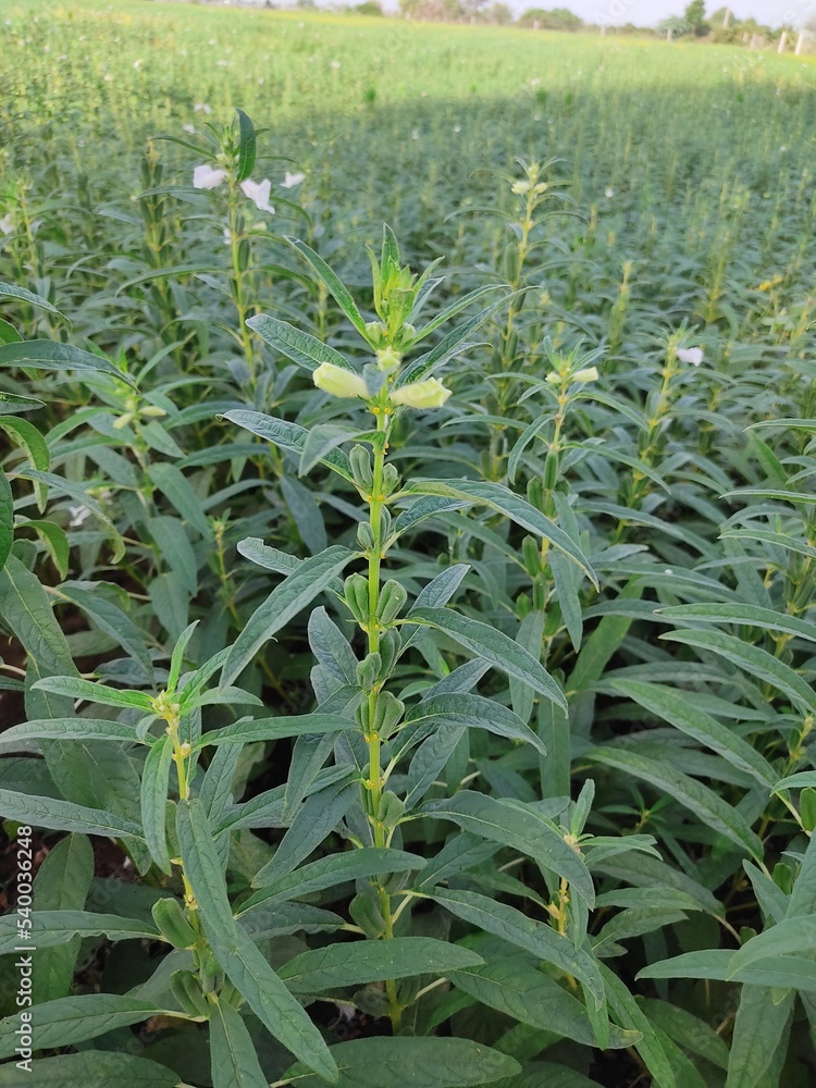 Sesame seed flower on tree in the field, Sesame a tall annual ...